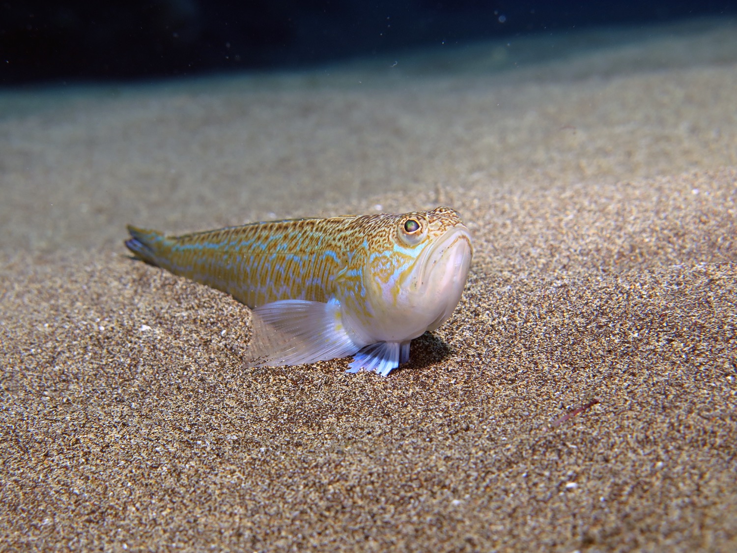 Δράκαινα - Aspivenin